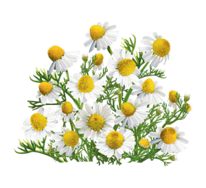 Ромашка как одно из полезных лекарственных растений - Голос українською ...